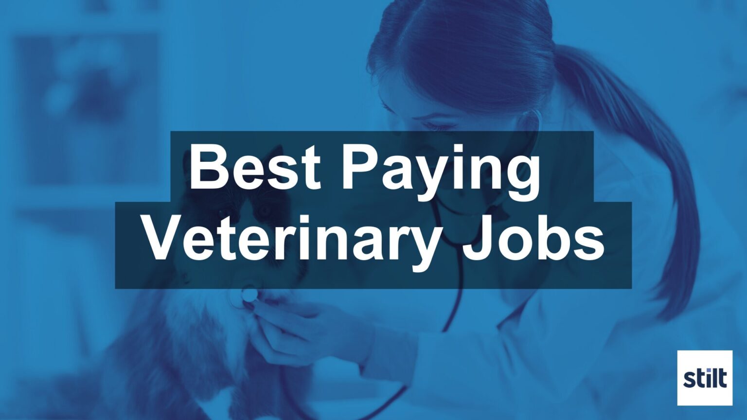 Best Paying Veterinary Jobs [2024]